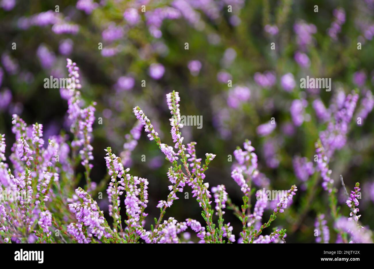 Close-up of heather plants in the nature reserve in Haltern am See ...