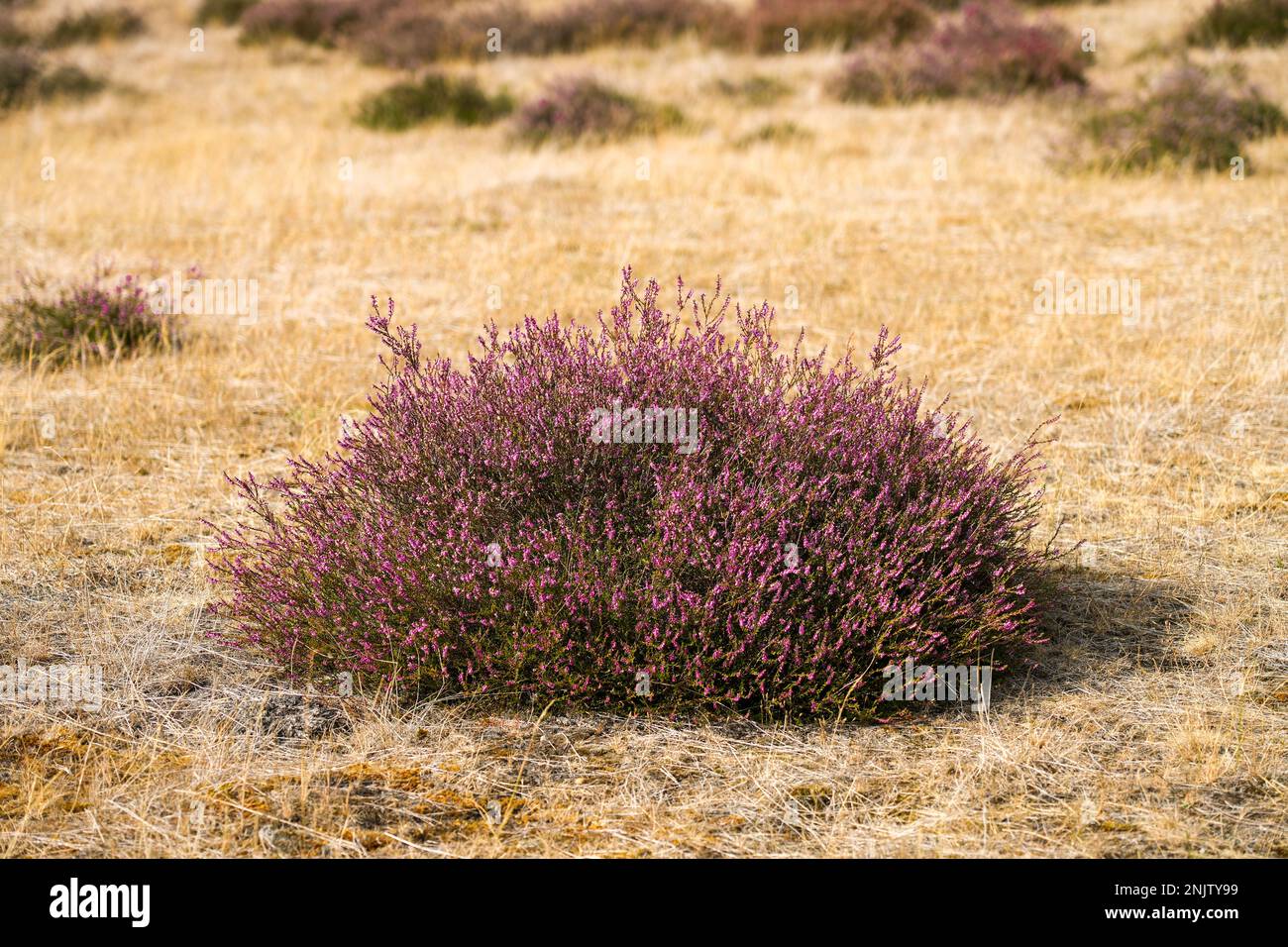 Close-up of heather plants in the nature reserve in Haltern am See ...