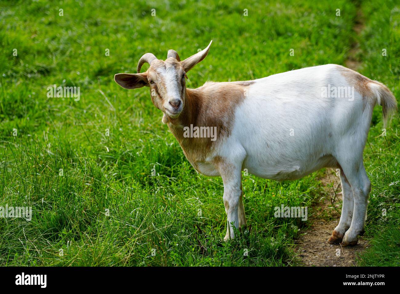 Brown and white goat hi-res stock photography and images - Alamy