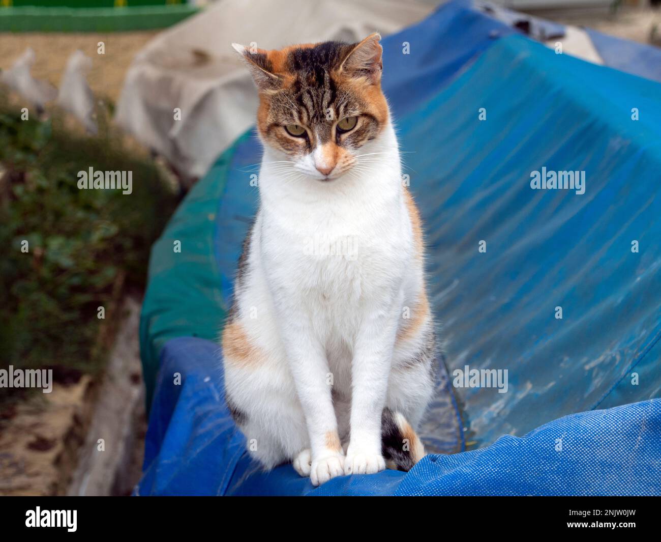 Cats of malta hi-res stock photography and images - Alamy