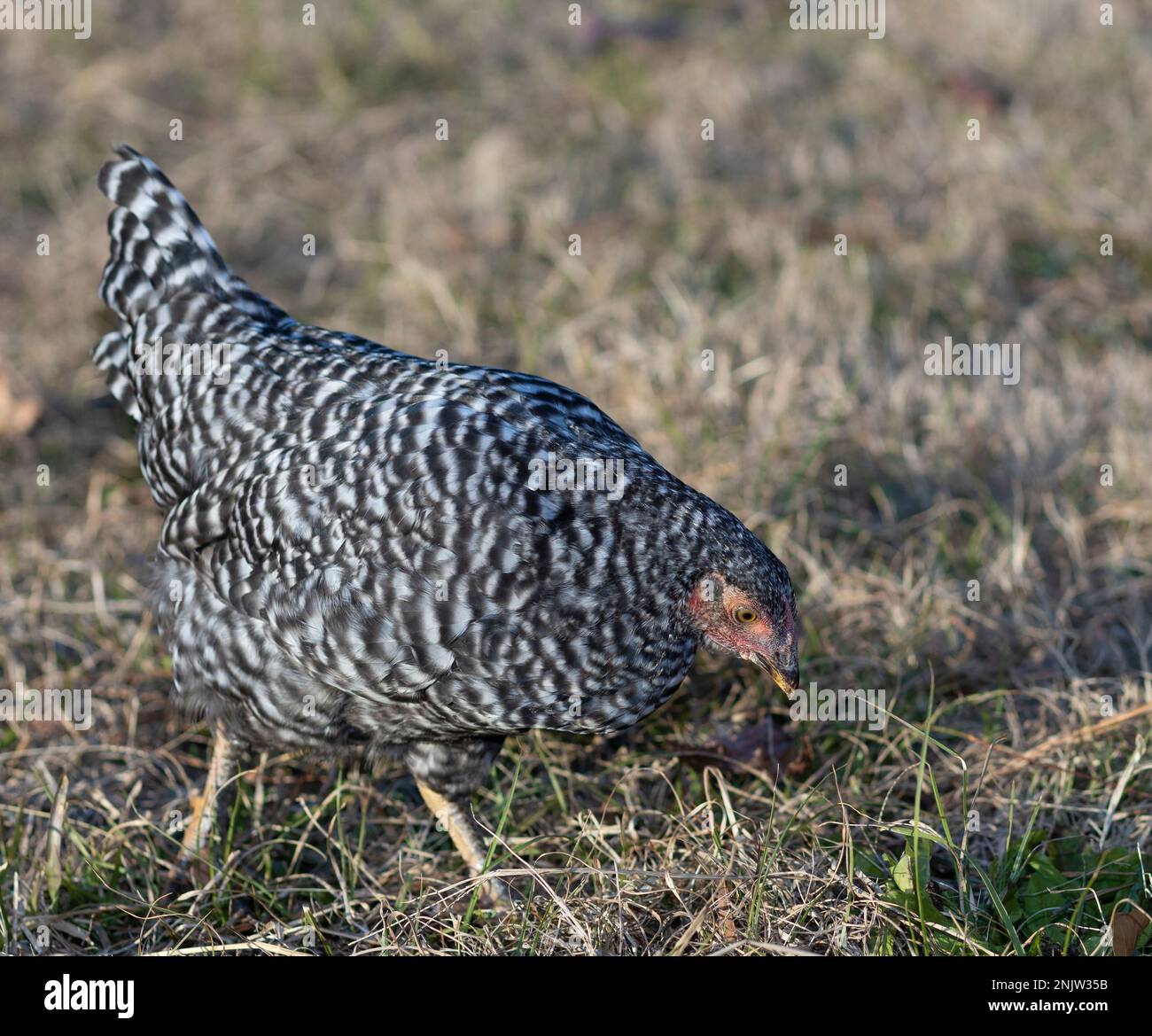 Black and white chicken hen that looks like it is sad and walking away ...