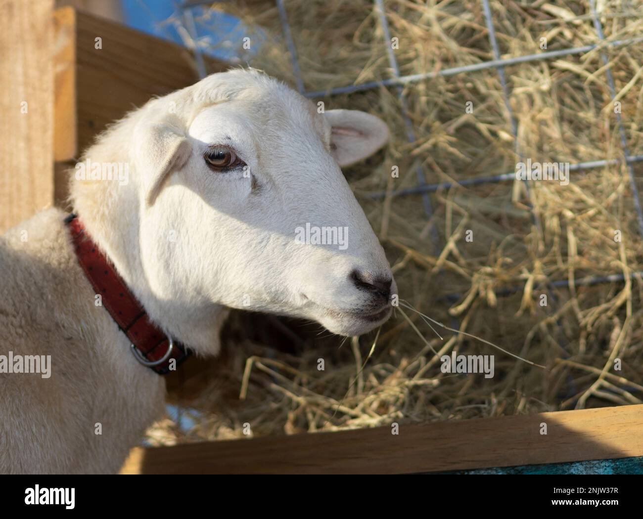 When Katahdin sheep relax they always find a few strands of hay to chew ...