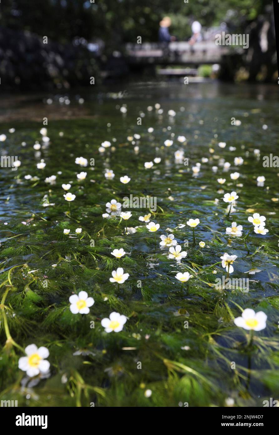 A photo shows underwater Ranunculus aquatilis flowers blooming on the ...