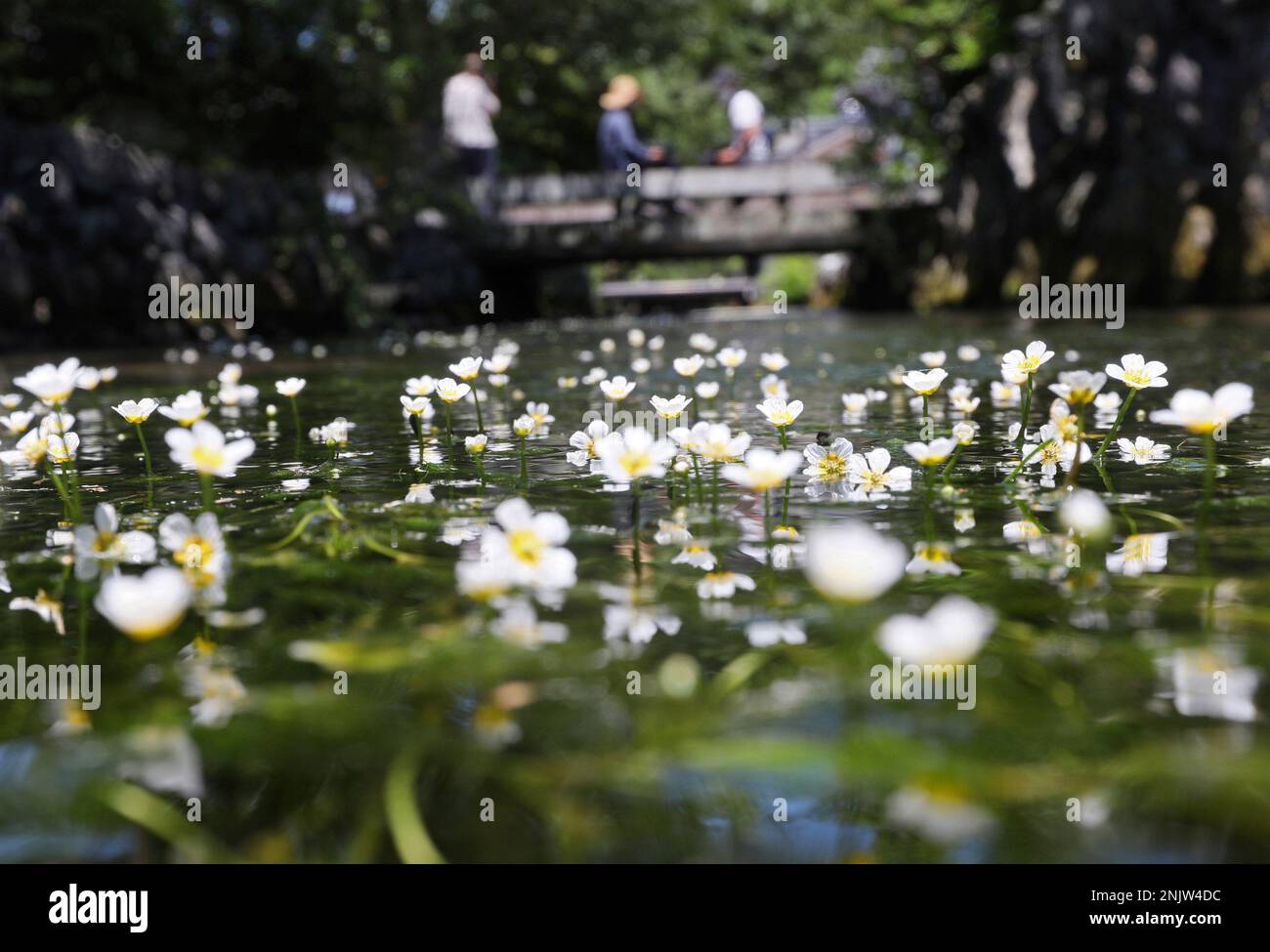 A photo shows underwater Ranunculus aquatilis flowers blooming on the ...