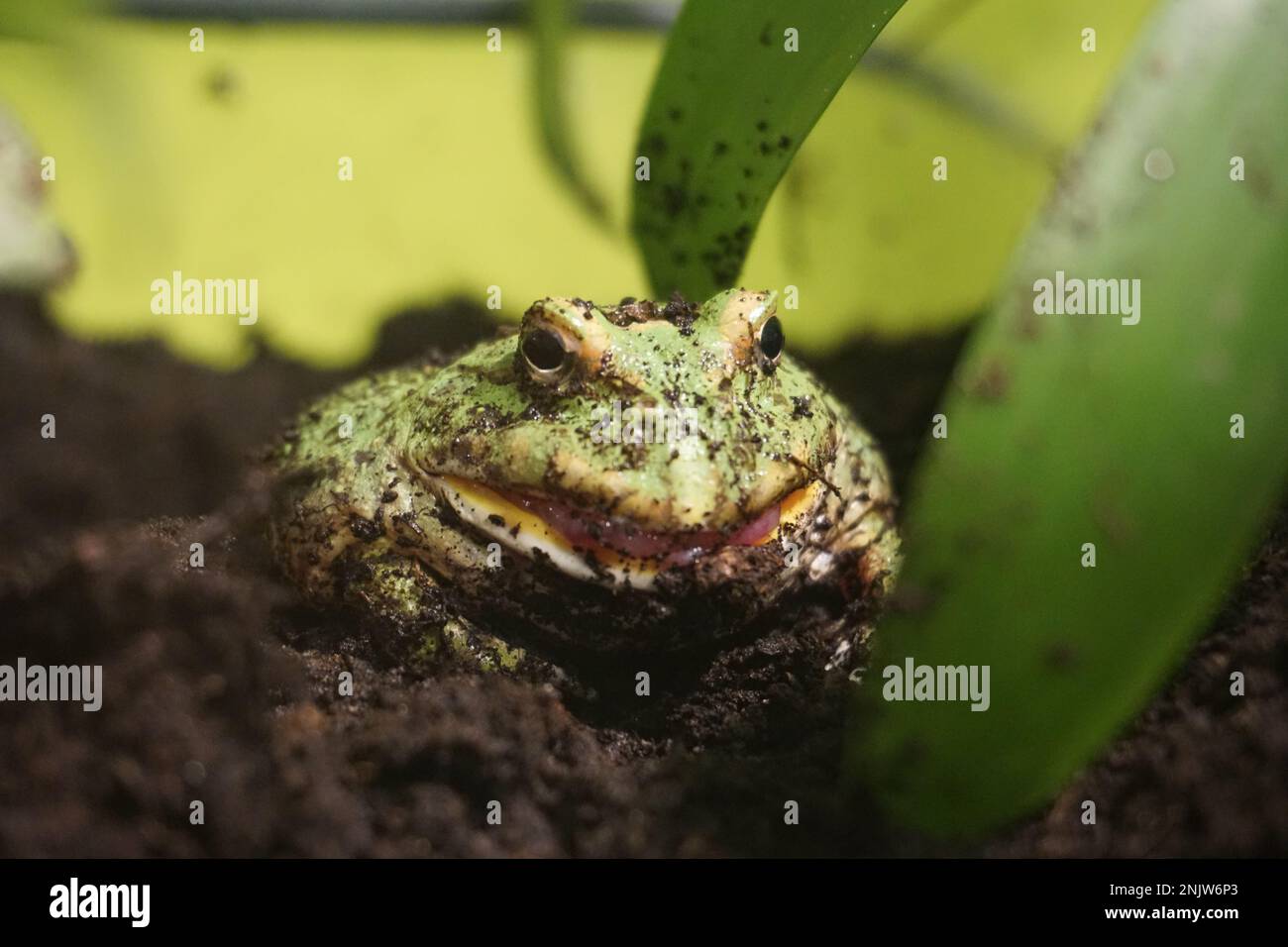 Happy frog hi-res stock photography and images - Alamy