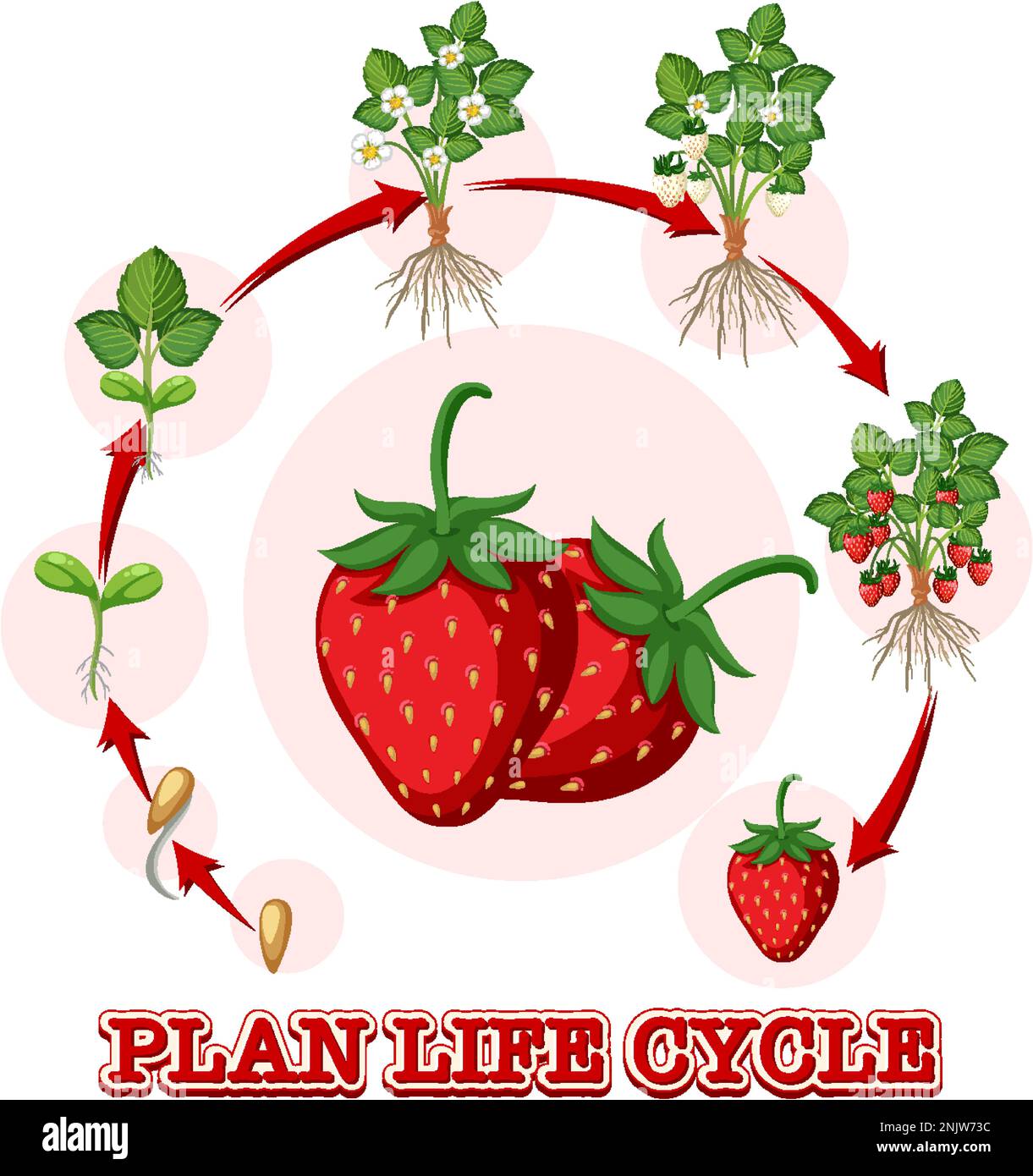 Life cycle of strawberry diagram illustration Stock Vector Image & Art ...