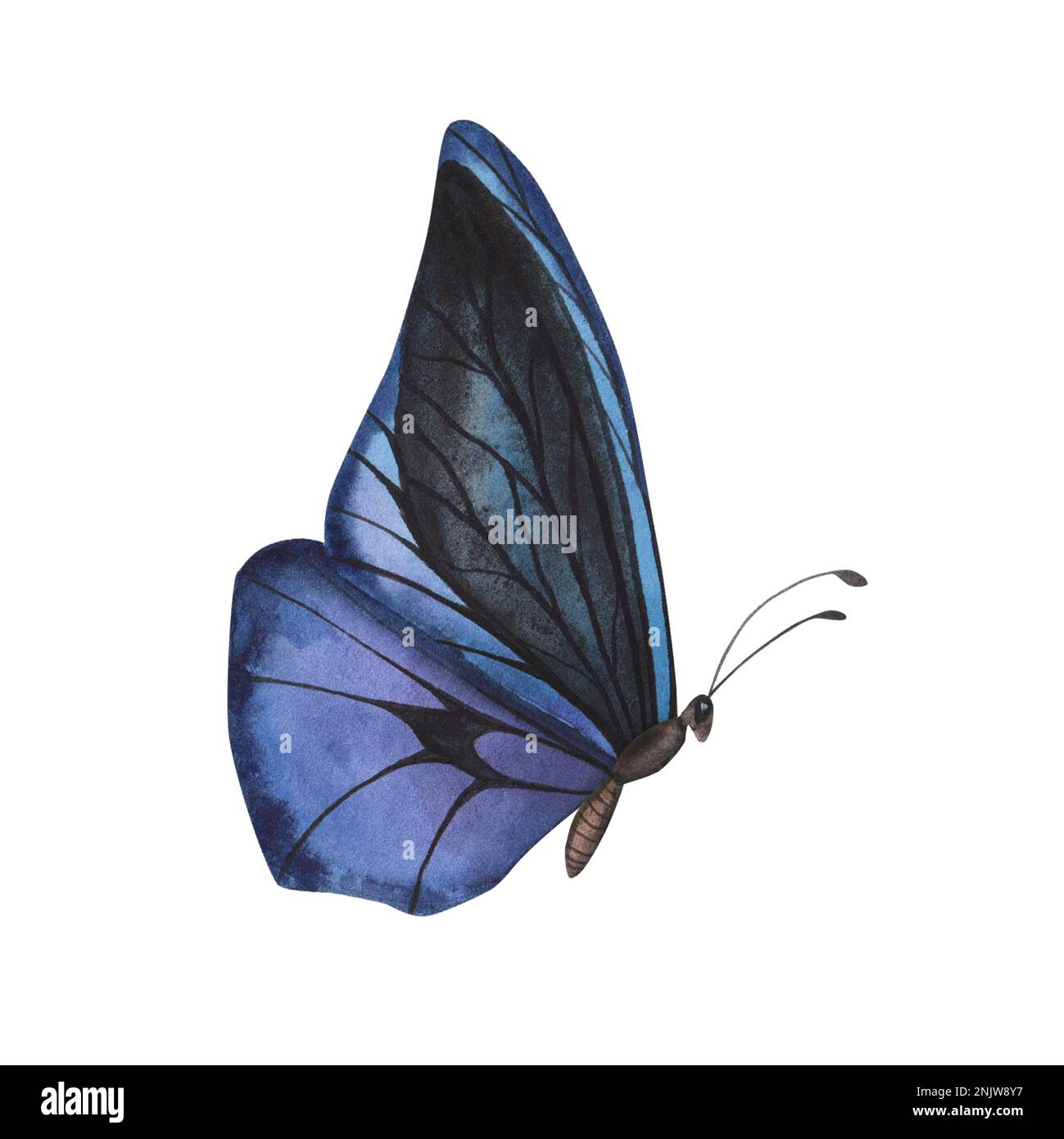 realistic violet butterfly with detailed wings isolated on white ...