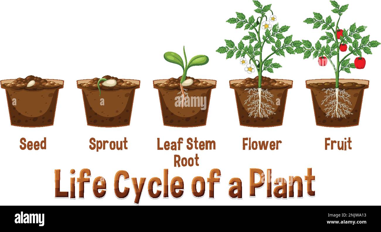 Life cycle of a plant diagram illustration Stock Vector Image & Art - Alamy