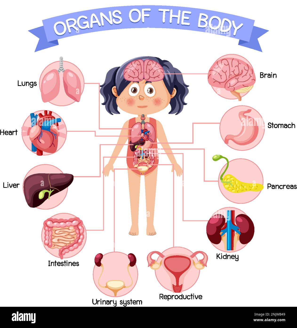 Internal organs of the body for kids illustration Stock Vector Image ...