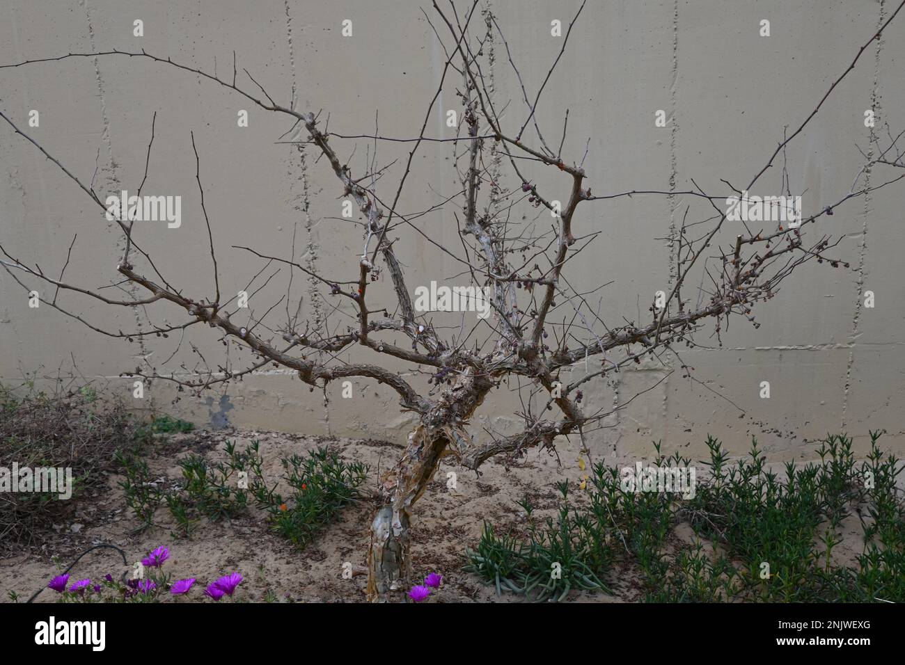 Bursera desert tree hi-res stock photography and images - Alamy