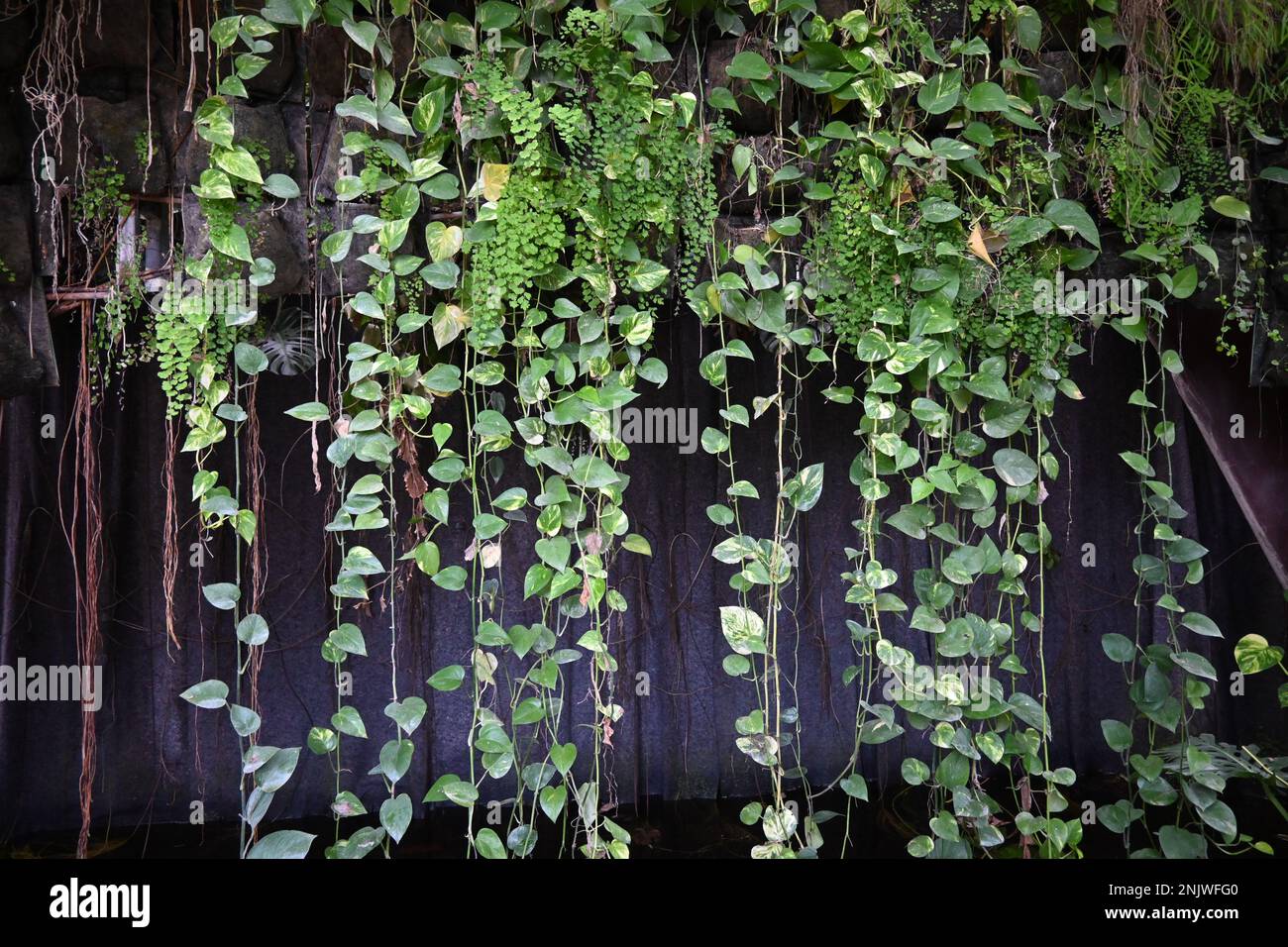 Hanging plants curtain hi-res stock photography and images - Alamy