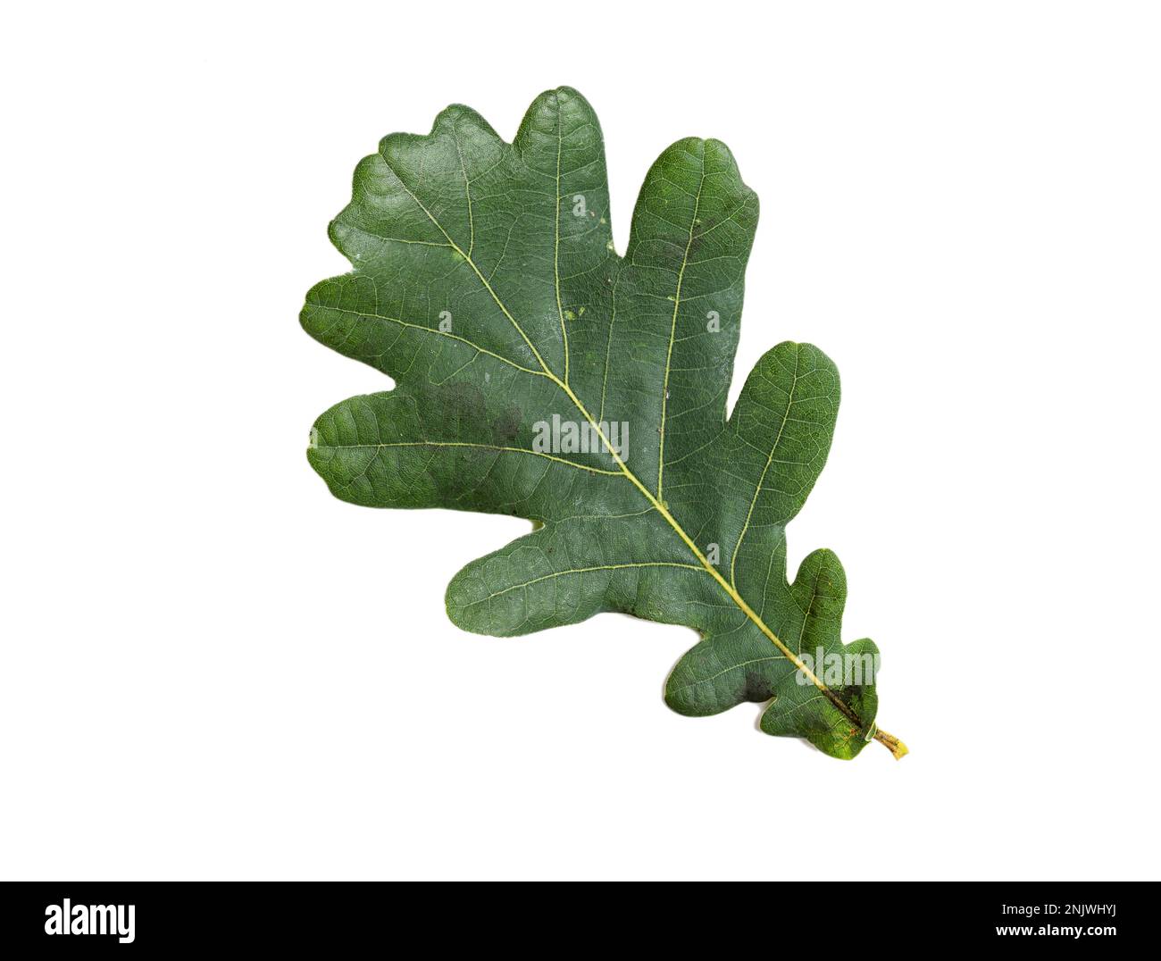 Green Oak Leaf with Texture isolated on White Background Stock Photo ...