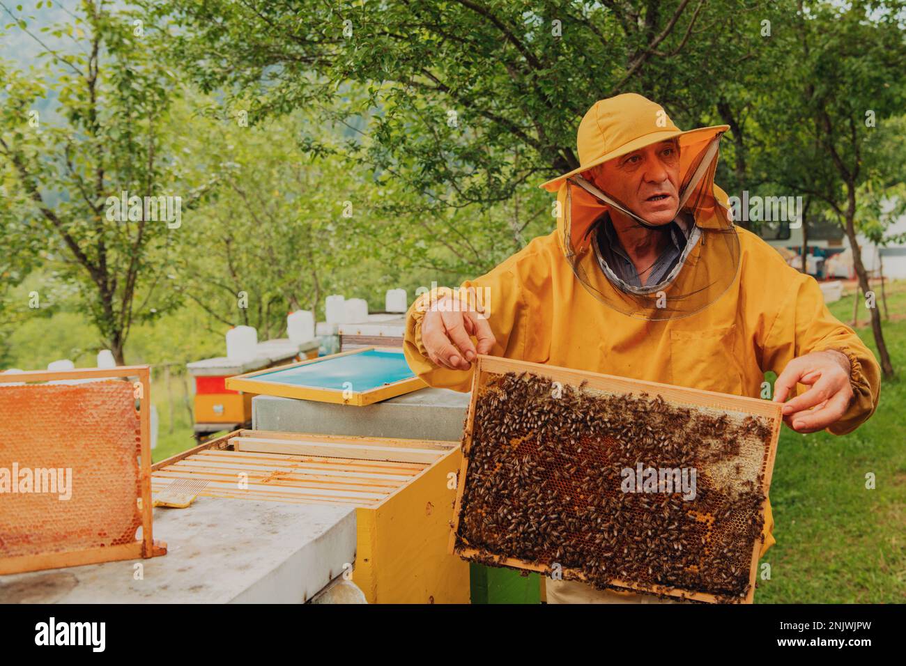 Senior beekeeper checking how the honey production is progressing ...