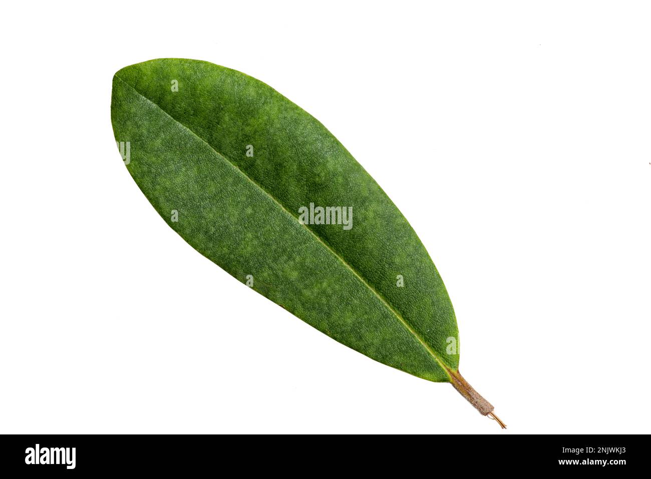 Long leaf texture hi-res stock photography and images - Alamy