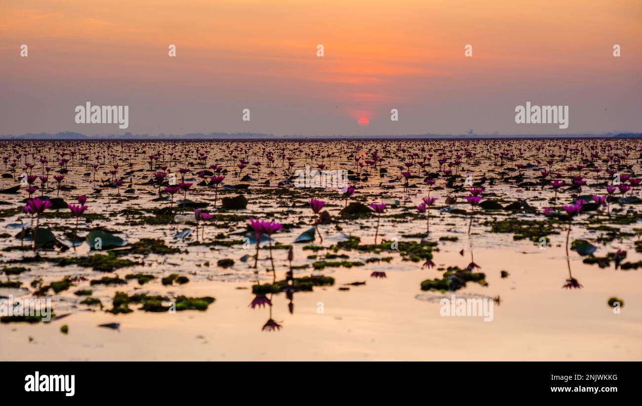 Red Lotus Sea Kumphawapi is full of pink flowers in Udon Thani in ...