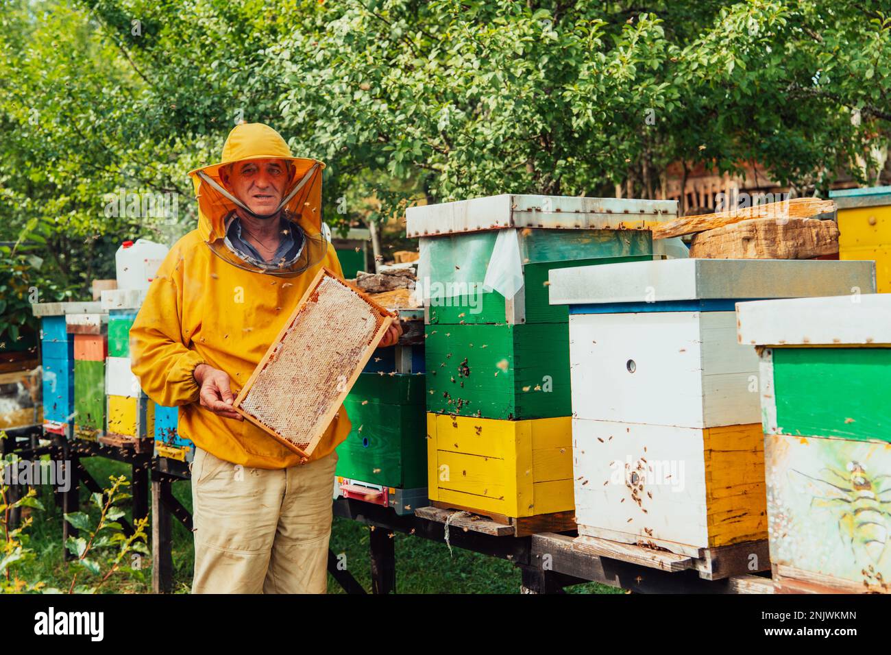 Senior beekeeper checking how the honey production is progressing ...