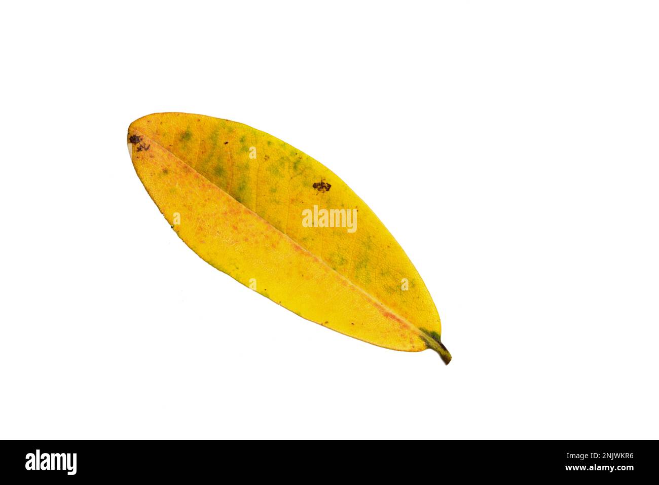 Macro yellow leaf background Cut Out Stock Images & Pictures - Alamy