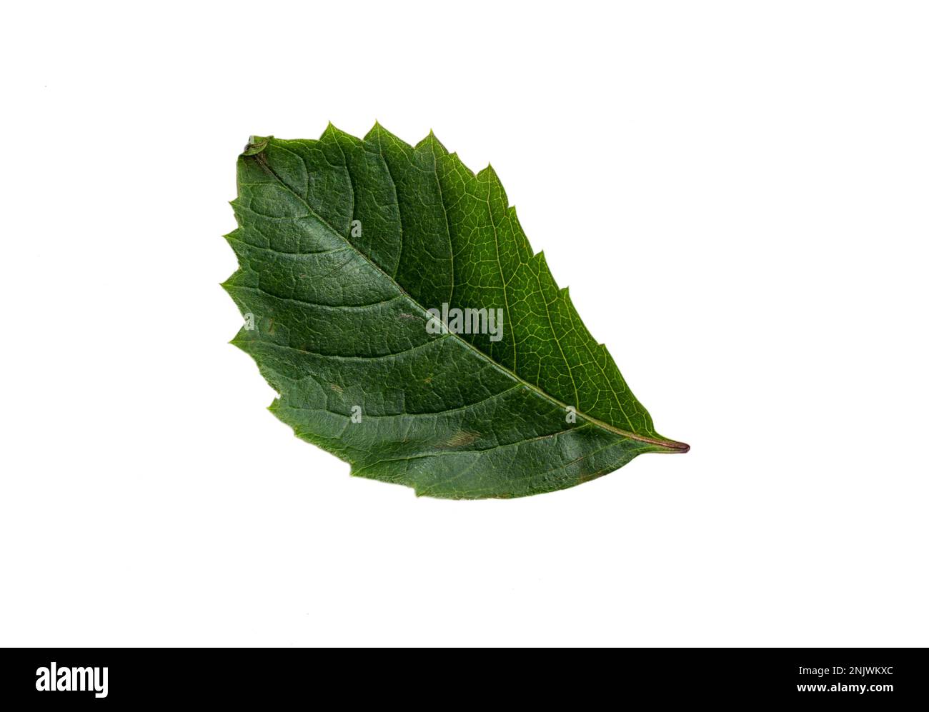 Leaf texture background Cut Out Stock Images & Pictures - Alamy
