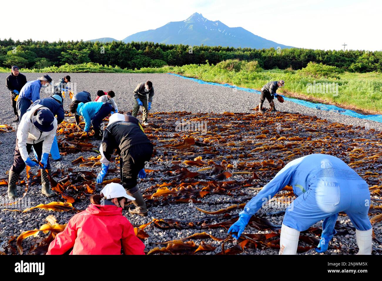 Fishermen collect Rishiri konbu kelp at the beach with Mt. Rishiri in the background in Rishiri ...