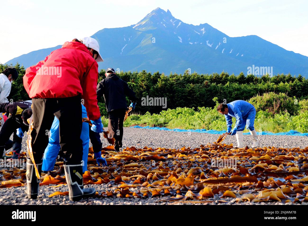 Fishermen collect Rishiri konbu kelp at the beach with Mt. Rishiri in the background in Rishiri ...