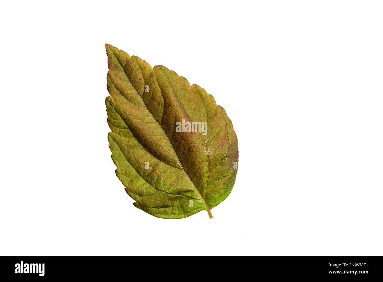 Bright leaf pattern Cut Out Stock Images & Pictures - Alamy