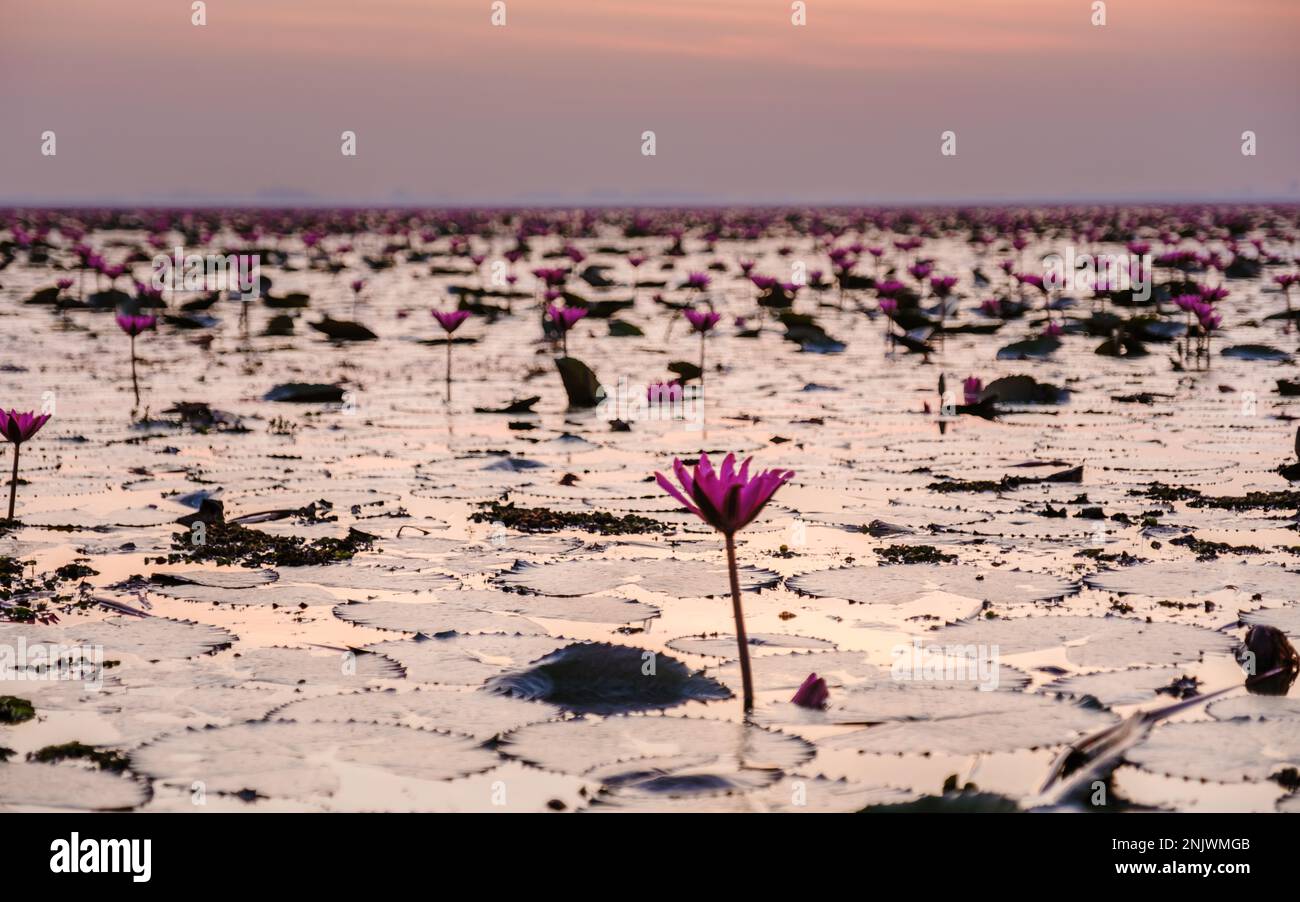 Sunrise at the Beautiful Red Lotus Sea Kumphawapi is full of pink ...
