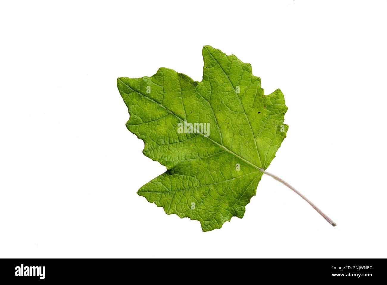 Green Color Leaf with Texture isolated on White Background Stock Photo ...