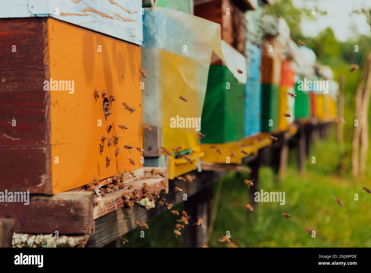 Row of blue and yellow hives. Flowers honey plants in the apiary. Bees ...