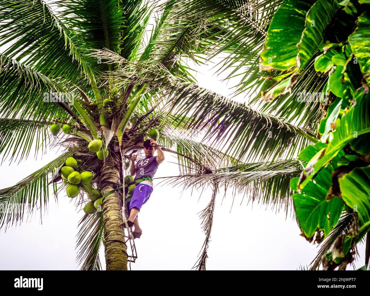 Man high in a coconut palm tree is cutting and collecting the coconuts ...