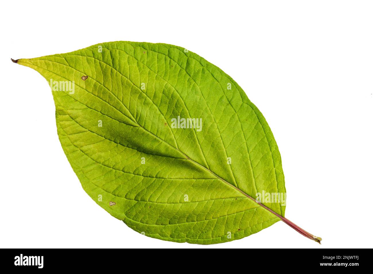 Green and Bright Yellow Colors Leaf with Texture isolated on White ...