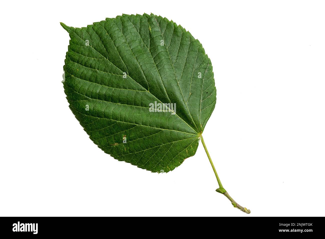 Green Color Leaf with Texture isolated on White Background Stock Photo ...