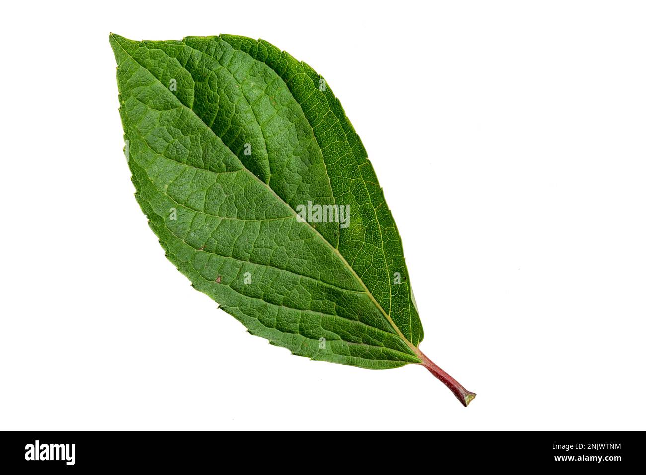 Green Color Leaf with Texture isolated on White Background Stock Photo ...