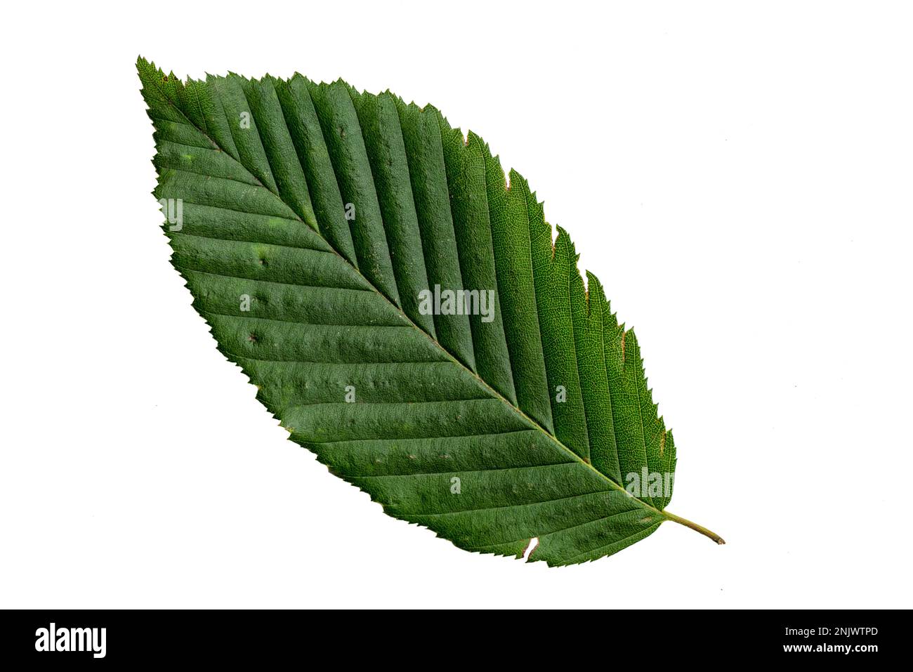 Green Color Leaf with Texture isolated on White Background Stock Photo ...