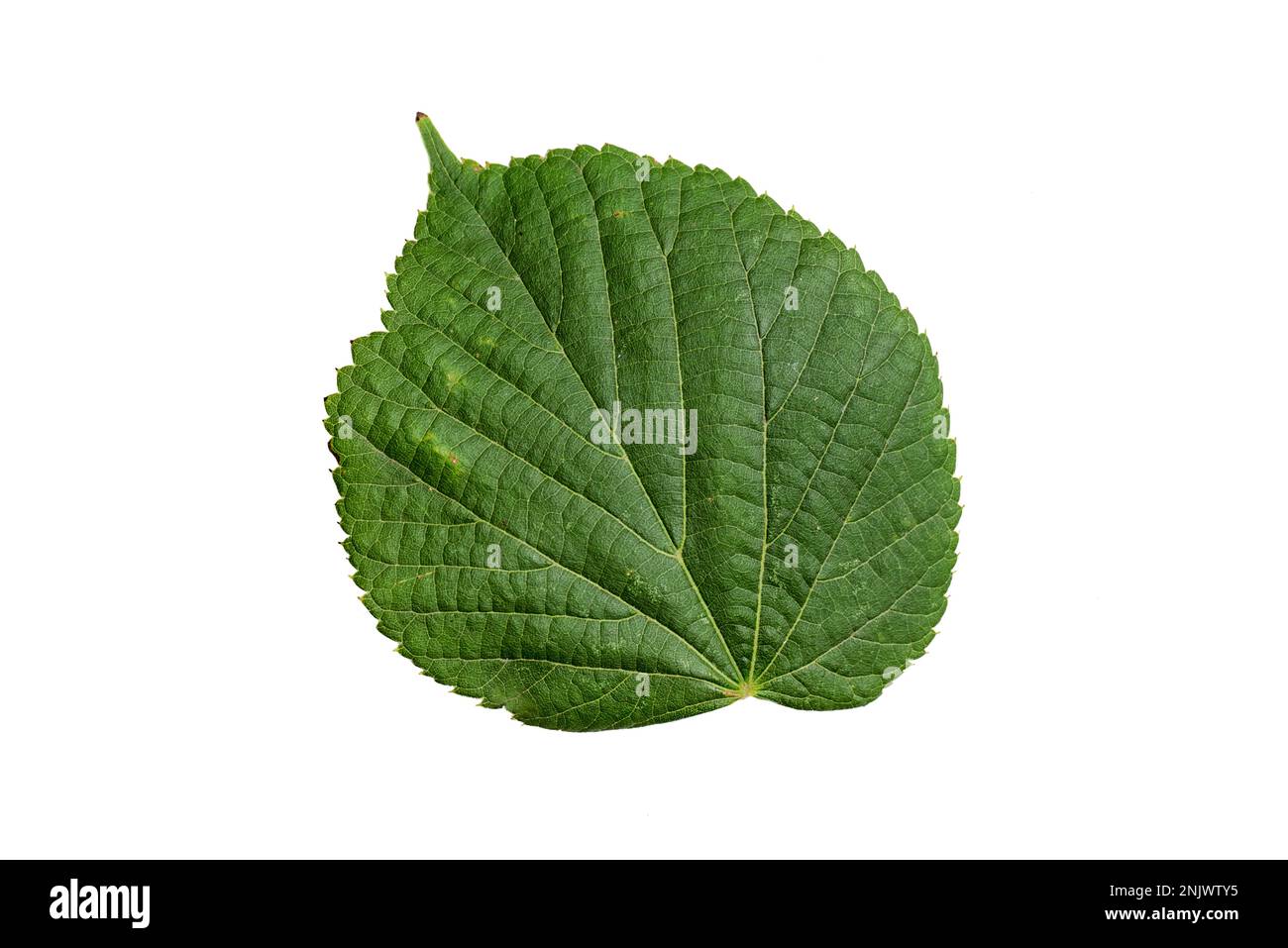 Green Color Leaf with Texture isolated on White Background Stock Photo ...
