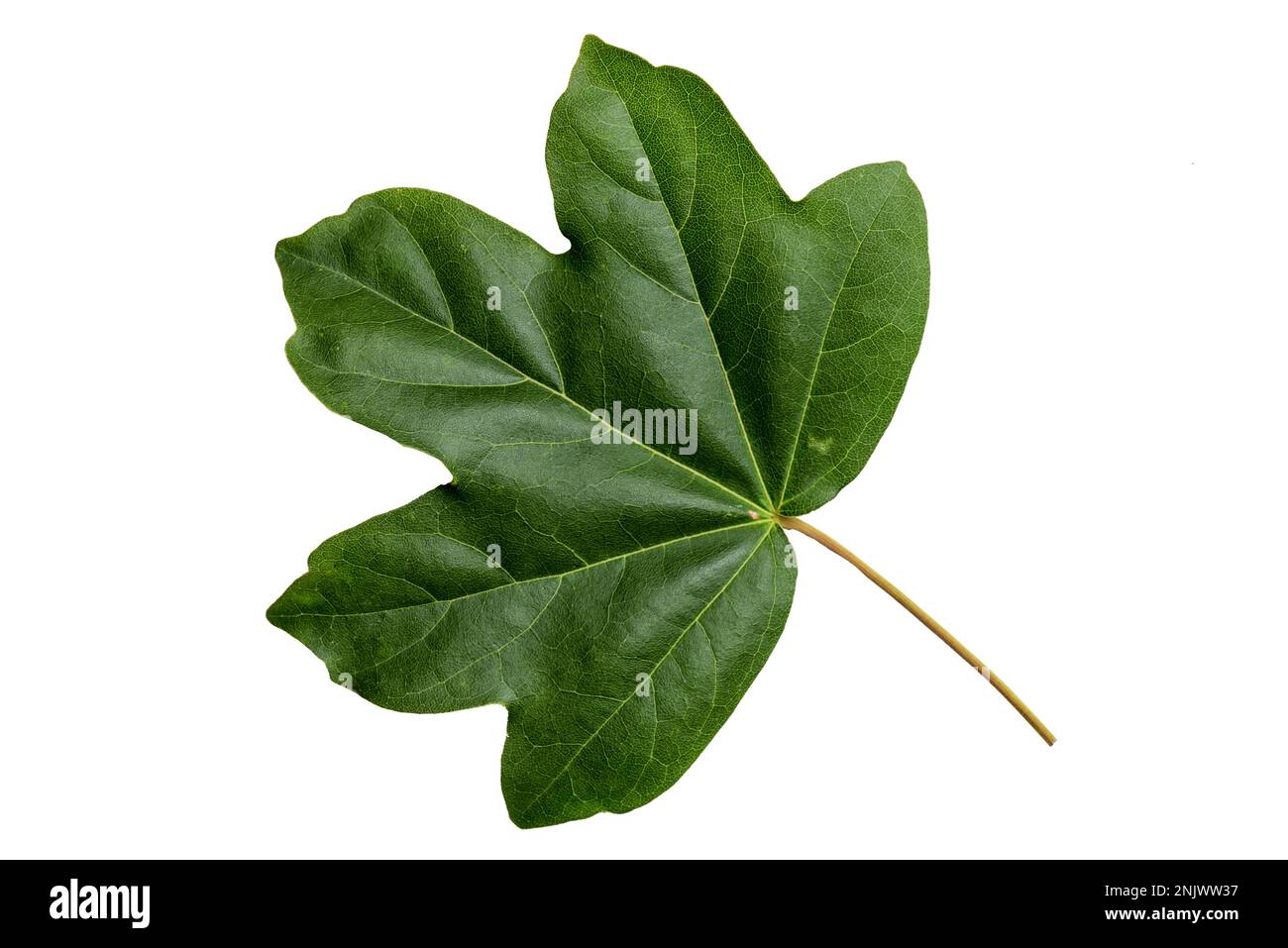 Green Color Leaf with Texture isolated on White Background Stock Photo ...