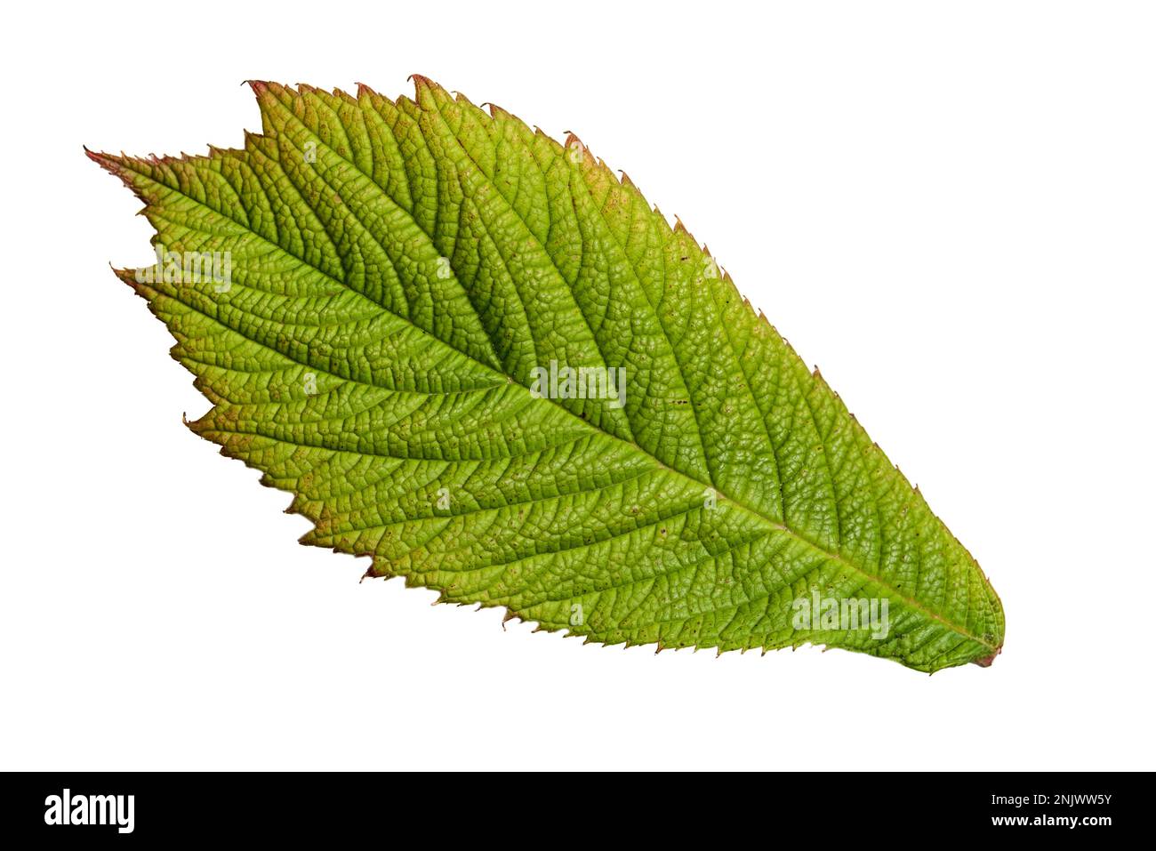 Green Color Leaf with Texture isolated on White Background Stock Photo ...