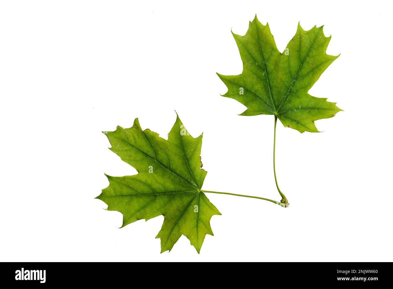 Green Color Maple Leaf with Texture isolated on White Background Stock ...