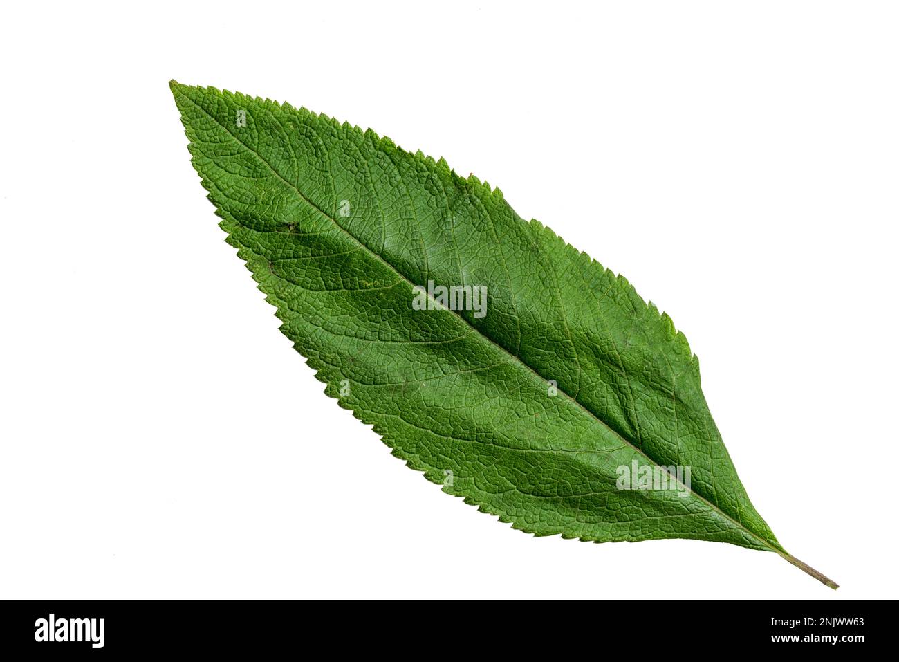 Green Color Leaf with Texture isolated on White Background Stock Photo ...