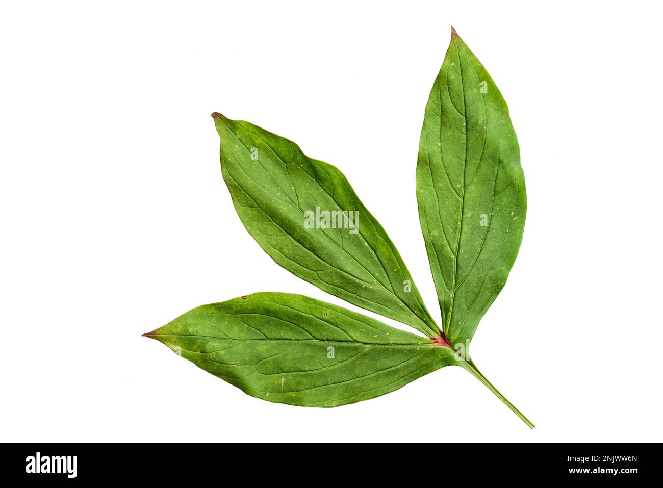 Green Color Leaf with Texture isolated on White Background Stock Photo ...