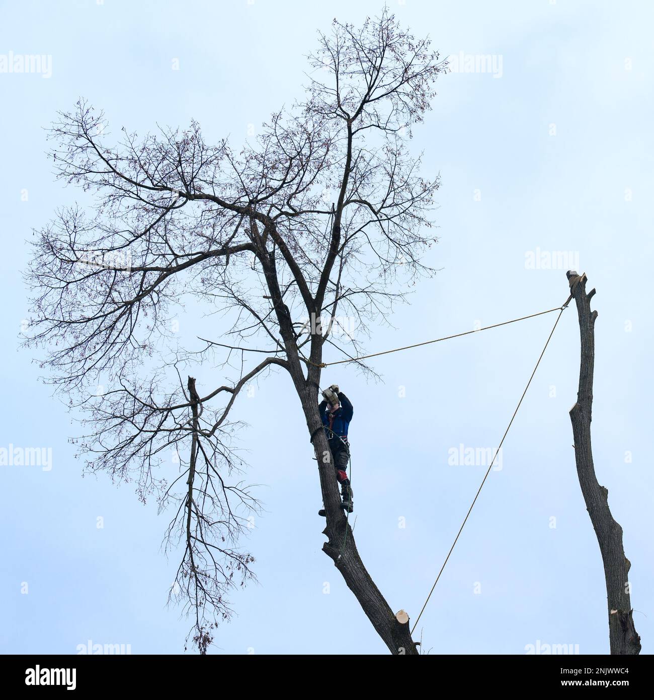 A man cuts high tree branches, a forester with a chainsaw clears a tree ...