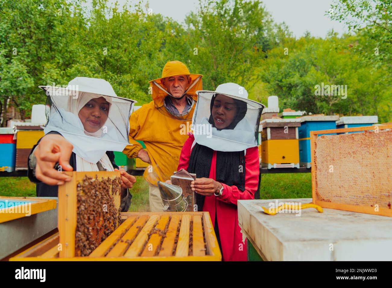 Business partners with an experienced senior beekeeper checking the ...