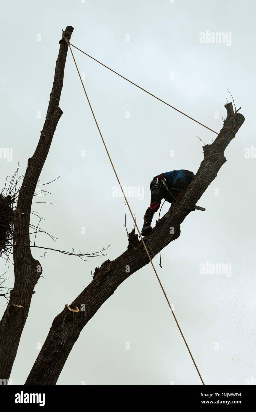 A man cuts high tree branches, a forester with a chainsaw clears a tree ...