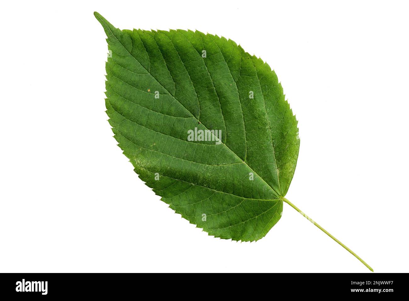 Green Color Leaf with Texture isolated on White Background Stock Photo ...