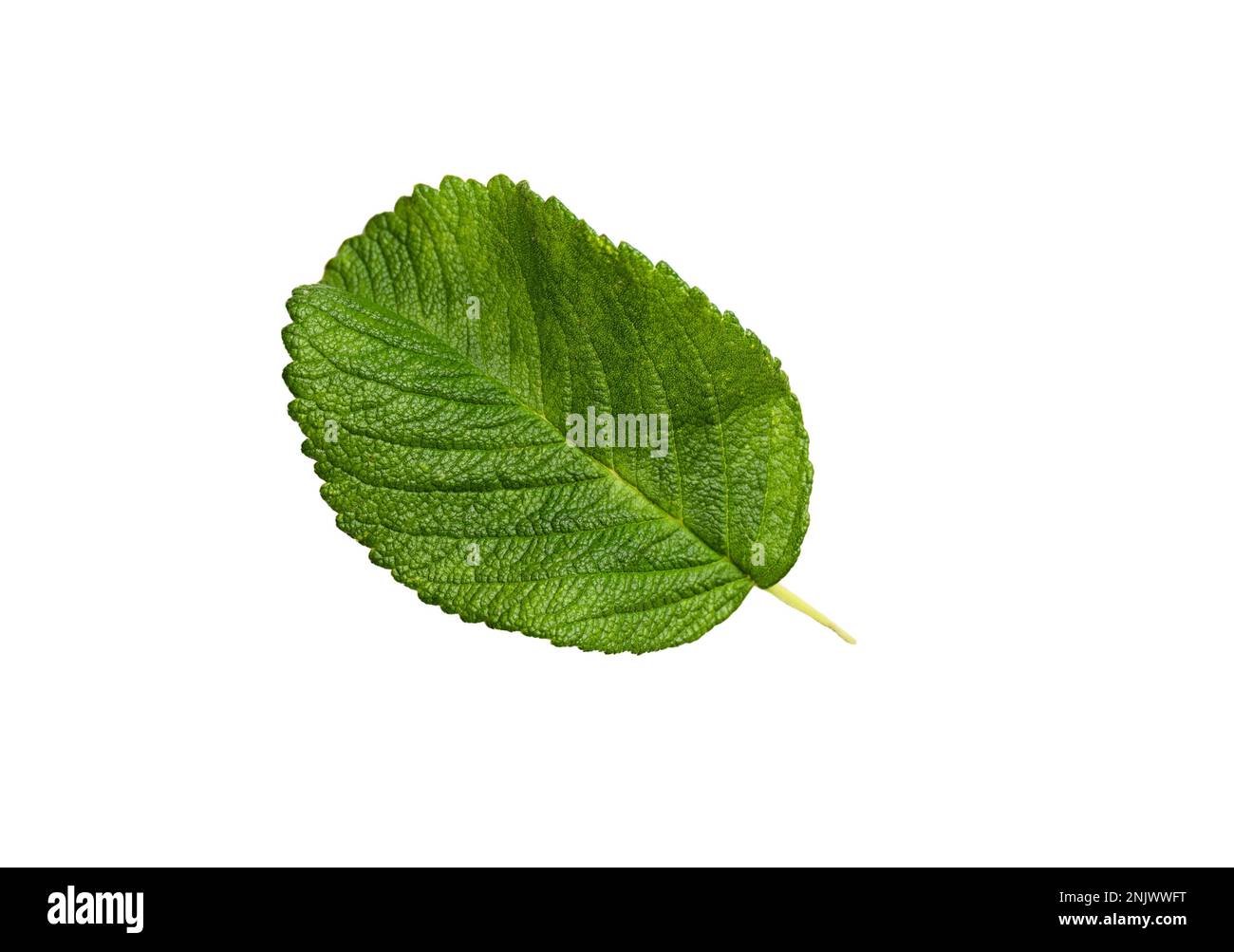 Green Color Leaf with Texture isolated on White Background Stock Photo ...