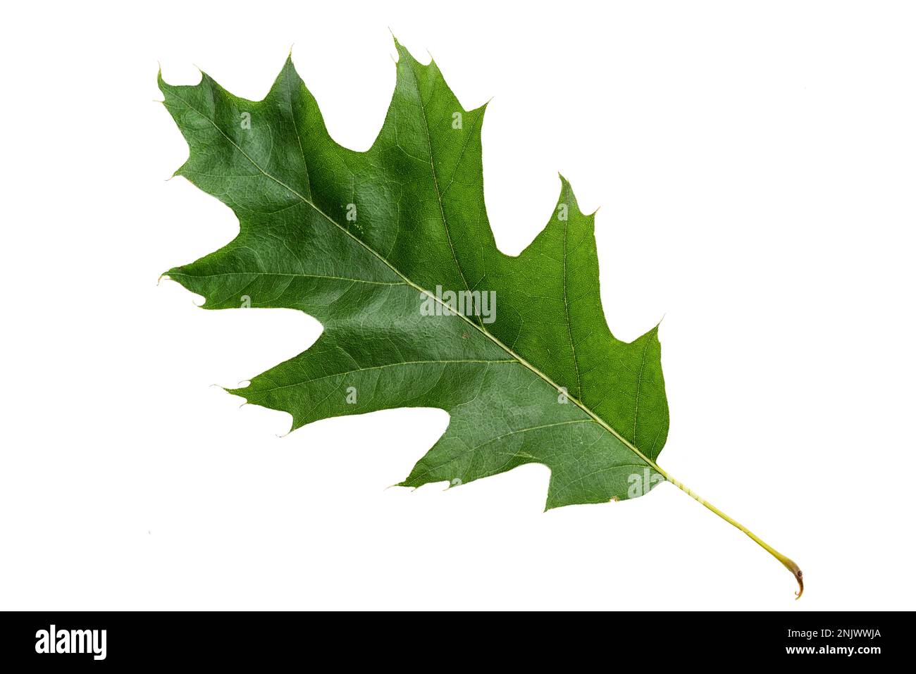 Green Color Oak Leaf with Texture isolated on White Background Stock ...