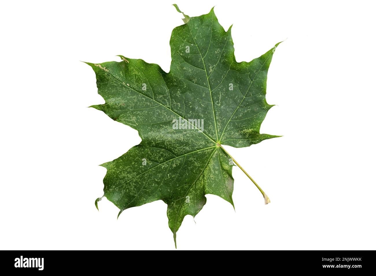 Green Color Maple Leaf with Texture isolated on White Background Stock ...