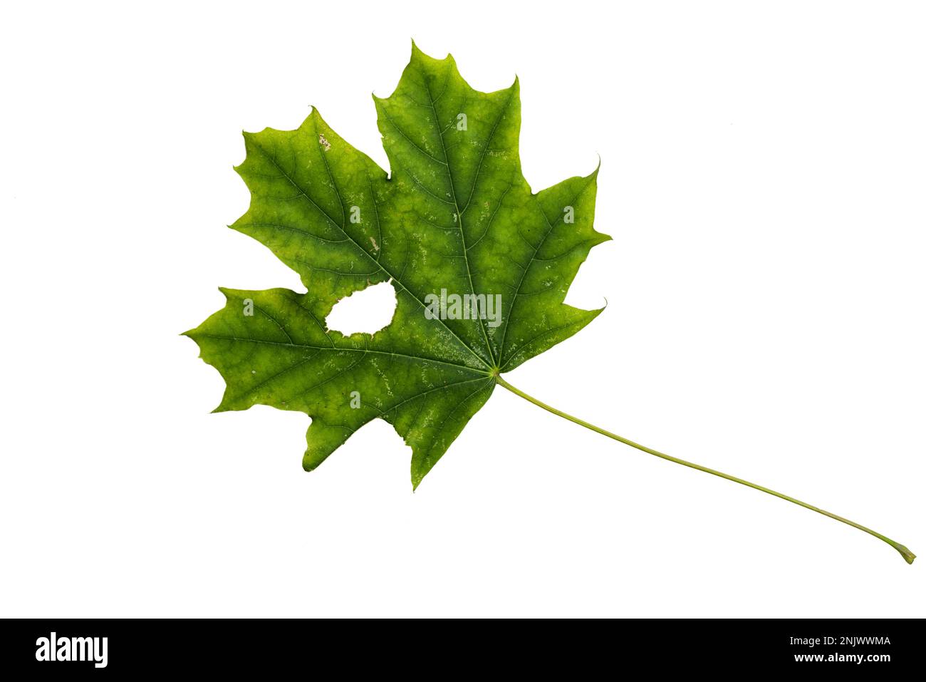 Isolated green maple leaf hi-res stock photography and images - Alamy