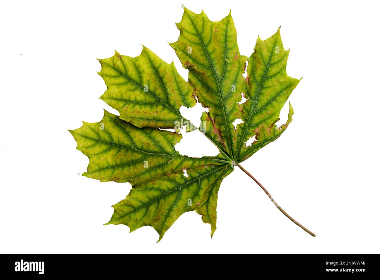 Green Autumn Color Leaf with Texture isolated on White Background Stock ...