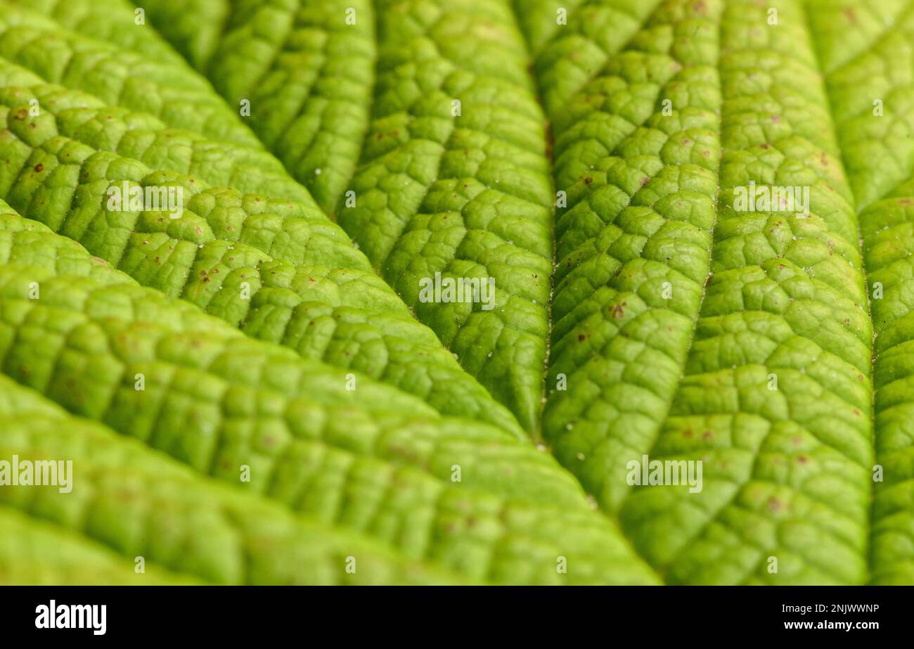 Green Leaf Texture. Macro Stock Photo - Alamy