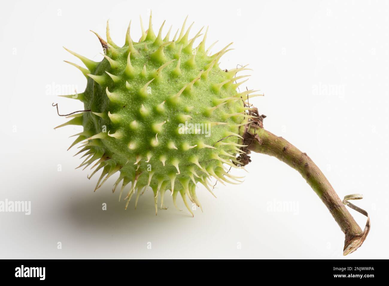 Raw Chestnut on White Background Stock Photo - Alamy